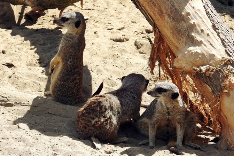 A walk through the zoo - in the library - News Magazine