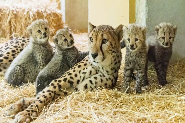 Schönbrunn Zoo - News Magazine